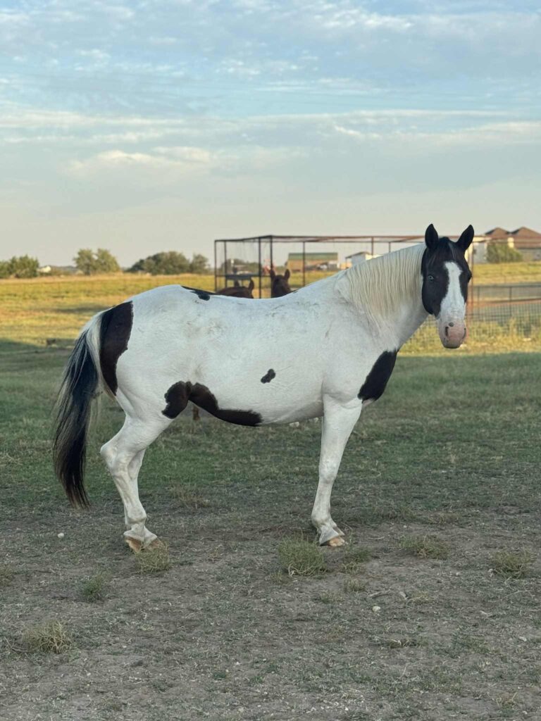 “MCM Independent Cash” APHA - Mcmullin Ranch