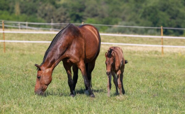 The Importance of Bloodline in Performance Horses