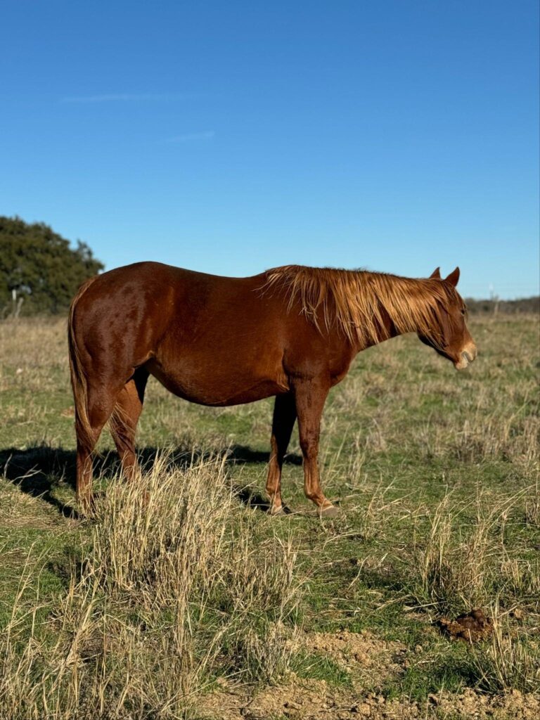 “TH Jakd The Codes” AQHA - Mcmullin Ranch